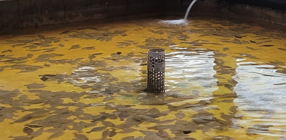 전기료 인상에 광어 업계 속 타는데 제주어류양식수협은 ‘수수방관’